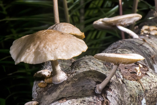 Saprofagos Images – Browse 13 Stock Photos, Vectors, and Video | Adobe ...