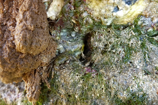 Pleocyemata Bilder – Durchsuchen 384 Archivfotos, Vektorgrafiken und ...