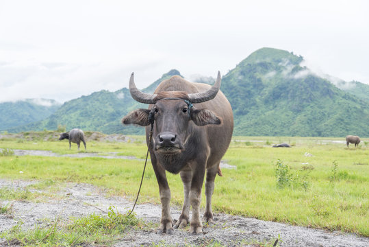 รูปภาพCarabao – เลือกดูภาพถ่ายสต็อก เวกเตอร์ และวิดีโอ2,563 | Adobe Stock