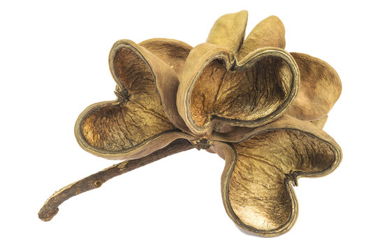 Imágenes de Pinari: descubre bancos de fotos, ilustraciones, vectores y ...