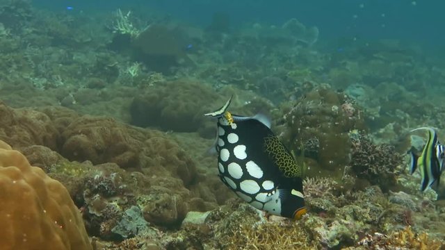 Triggerfish Images – Browse 5,468 Stock Photos, Vectors, and Video ...