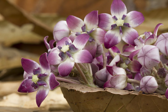 Aakada Images – Browse 6 Stock Photos, Vectors, and Video | Adobe Stock