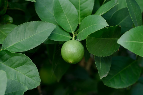 Key Lime Tree Leaves