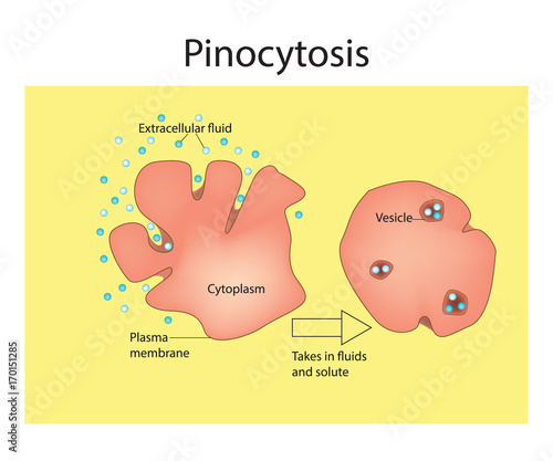 "Pinocytosis. Cell Transport" Stock image and royalty-free vector files ...