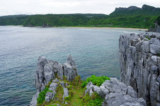 147 BEST Kunigami IMAGES, STOCK PHOTOS & VECTORS | Adobe Stock