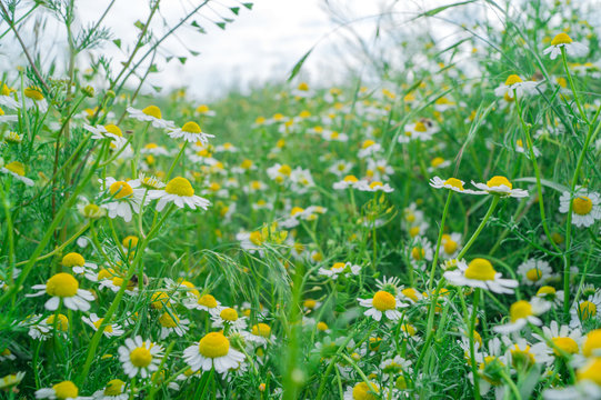 Fragnant Images – Browse 262 Stock Photos, Vectors, and Video | Adobe Stock