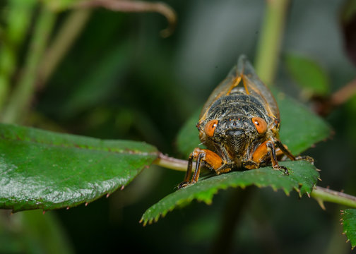 "Black Cicada" Images – Browse 57 Stock Photos, Vectors, and Video ...