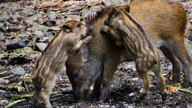 รูปภาพWildsau – เลือกดูภาพถ่ายสต็อก เวกเตอร์ และวิดีโอ1,091 | Adobe Stock
