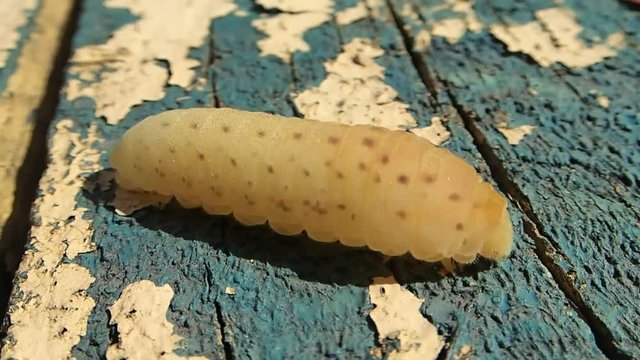 Wolking-Bilder: Stock-Fotos & -Videos. | Adobe Stock