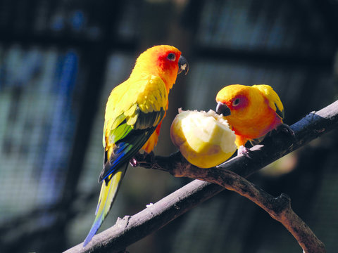 Sittiche bilder – Bläddra bland 538 stockfoton, vektorer och videor ...