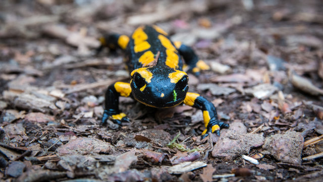 Imagens de Salamanda – Explore Fotografias do Stock, Vetores e Vídeos ...