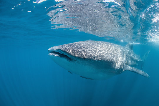 Butanding Images – Browse 6,637 Stock Photos, Vectors, and Video ...