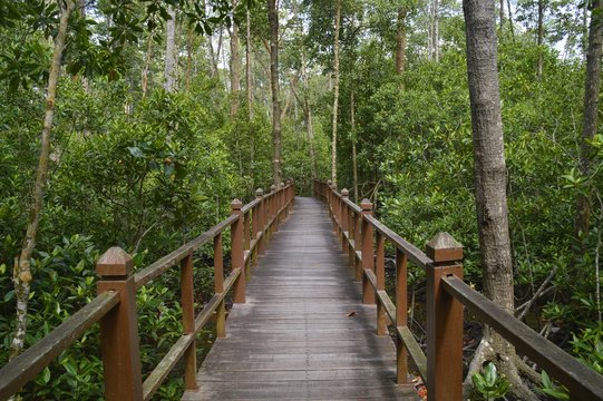 Imágenes de Piai: descubre bancos de fotos, ilustraciones, vectores y ...