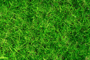 "grass Top View" photos, royalty-free images, graphics, vectors ...