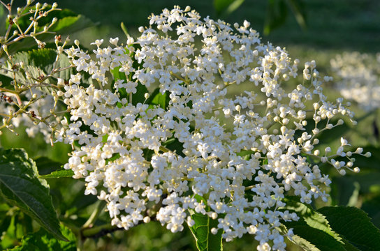 「Hollunder」の写真素材 | 522件の無料イラスト画像 | Adobe Stock
