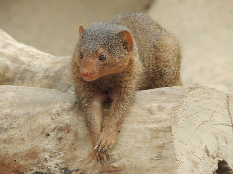 Mangouste Images – Browse 1,541 Stock Photos, Vectors, and Video ...