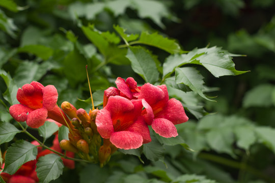 รูปภาพKampsis – เลือกดูภาพถ่ายสต็อก เวกเตอร์ และวิดีโอ149 | Adobe Stock