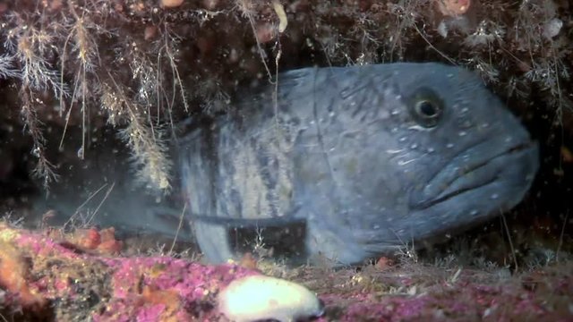 "Lancet Fish" Bilder – Durchsuchen 87 Archivfotos, Vektorgrafiken und ...