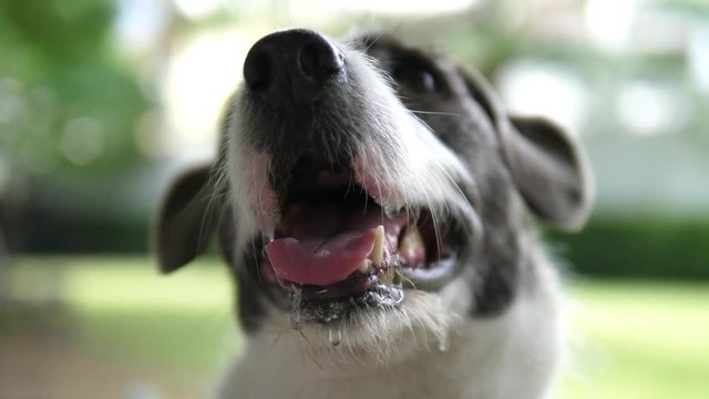 รูปภาพSlobber – เลือกดูภาพถ่ายสต็อก เวกเตอร์ และวิดีโอ74,223 | Adobe Stock