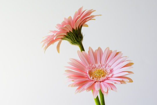 "Transvaal Daisy" Images – Browse 20,392 Stock Photos, Vectors, and ...