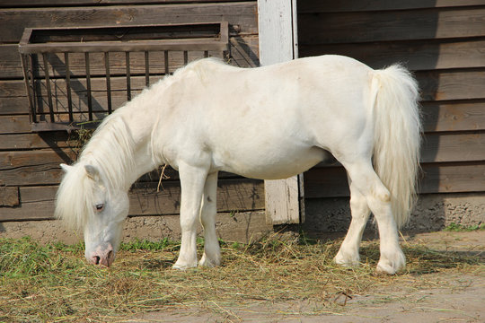 "White Pony" Bilder – Durchsuchen 227 Archivfotos, Vektorgrafiken und ...