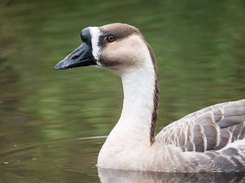 "African Goose" Images – Browse 766 Stock Photos, Vectors, and Video ...