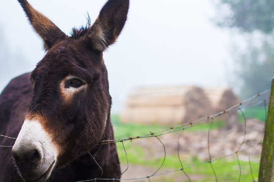 รูปภาพMula – เลือกดูภาพถ่ายสต็อก เวกเตอร์ และวิดีโอ1,629 | Adobe Stock