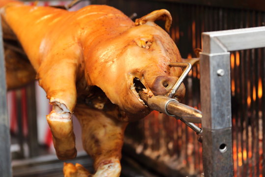 Maialino Bilder – Durchsuchen 693 Archivfotos, Vektorgrafiken und ...