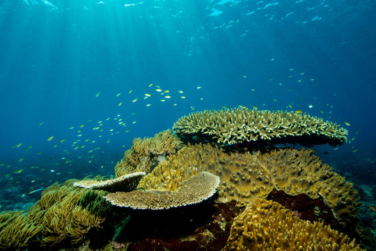 Rifffische 画像 - 参照 82 Stock 写真、ベクターおよびビデオ | Adobe Stock