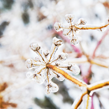 Aise-Weed Images – Browse 63 Stock Photos, Vectors, and Video | Adobe Stock