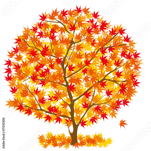"紅葉したモミジの木のイラスト｜Illustration of a colored maple tree" Stock photo and ...