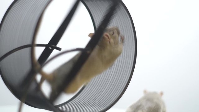 Mouse In Wheel Images – Browse 28,378 Stock Photos, Vectors, and Video ...