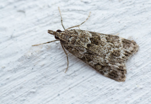 Motten Bilder – Durchsuchen 209,845 Archivfotos, Vektorgrafiken und ...