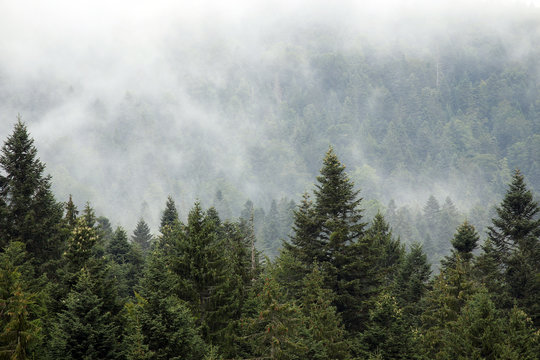 Free Forest Images – Browse 64,412 Free Stock Photos, Vectors, and ...