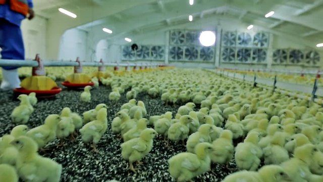 รูปภาพBroilers – เลือกดูภาพถ่ายสต็อก เวกเตอร์ และวิดีโอ40,757 | Adobe Stock