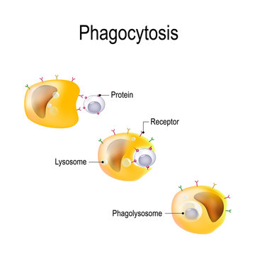 Phagocyte Images – Browse 2,110 Stock Photos, Vectors, and Video ...