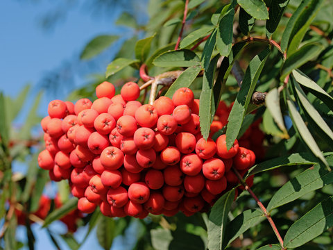 「Vogelbeeren」の写真素材 | 1,249件の無料イラスト画像 | Adobe Stock