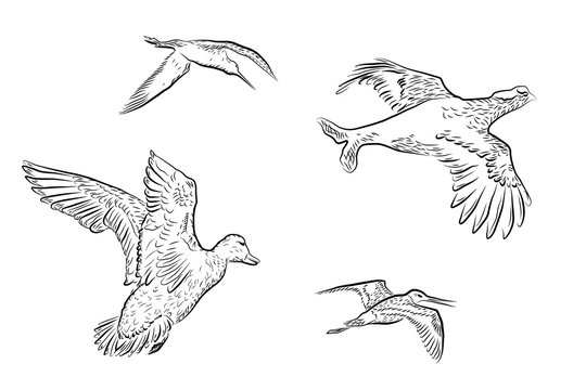 Flying Grouse Silhouette