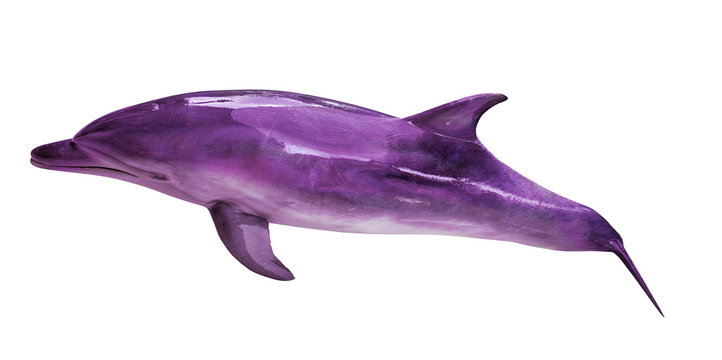 รูปภาพDoplhin – เลือกดูภาพถ่ายสต็อก เวกเตอร์ และวิดีโอ95 | Adobe Stock