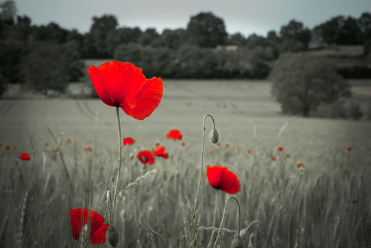 Coquelicot 이미지 – 찾아보기 11,246 스톡 사진, 벡터 및 비디오 | Adobe Stock
