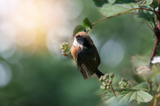 Dedicator Bilder – Durchsuchen 115 Archivfotos, Vektorgrafiken und Videos | Adobe Stock