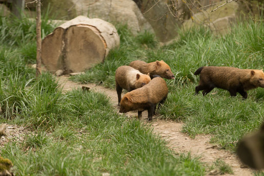 Chient Images – Browse 15 Stock Photos, Vectors, and Video | Adobe Stock