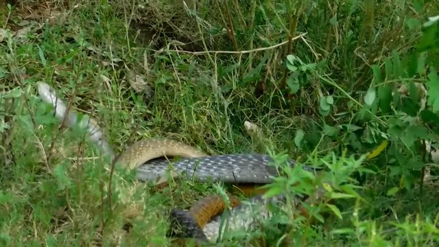 Natural Breeding Images Browse 198 Stock Photos Vectors And Video