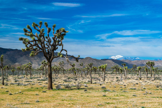 "Pinto Culture"-Bilder: Stock-Fotos & -Videos. | Adobe Stock