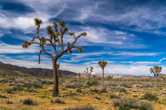 "Pinto Culture"-Bilder: Stock-Fotos & -Videos. | Adobe Stock