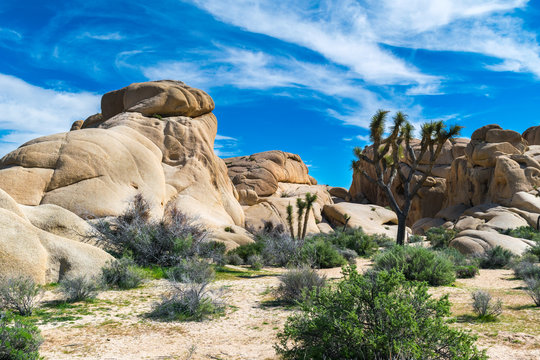 "Pinto Culture"-Bilder: Stock-Fotos & -Videos. | Adobe Stock