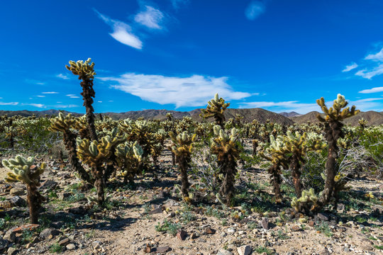 "Pinto Culture"-Bilder: Stock-Fotos & -Videos. | Adobe Stock