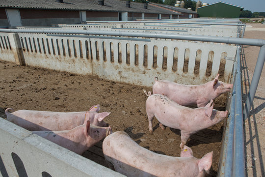 「Semi-Intensive」の写真素材 | 72件の無料イラスト画像 | Adobe Stock