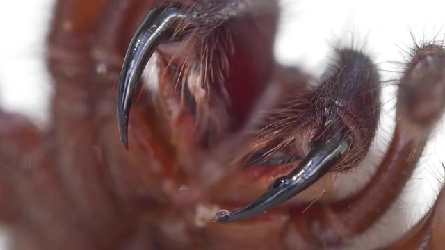 Spider Fangs Images – Browse 12,500 Stock Photos, Vectors, and Video ...