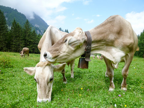 Brown-Swiss Images – Browse 56 Stock Photos, Vectors, and Video | Adobe ...